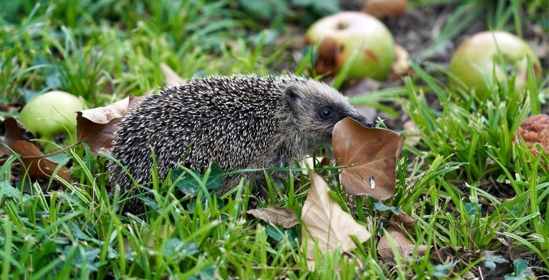 What Do Wild Hedgehogs Eat? – Ground Feeders