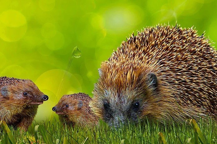 When Do Hedgehogs Have Babies? – Ground Feeders