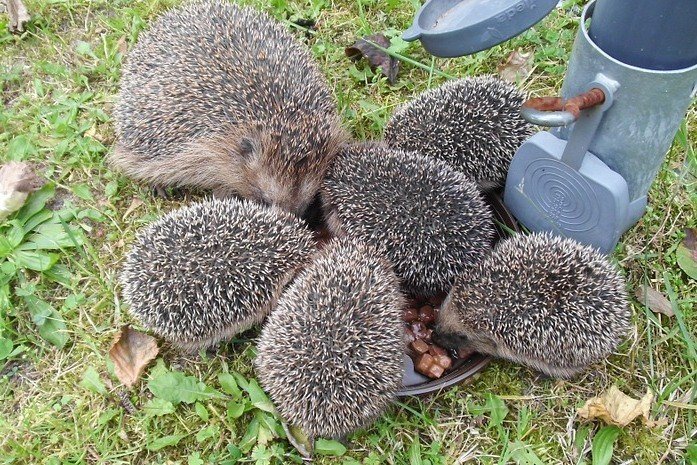 When Do Hedgehogs Have Babies? – Ground Feeders