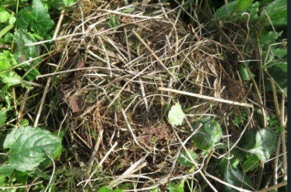 What Does A Hedgehog Nest Look Like – Ground Feeders