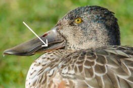 Do Ducks Have Teeth? – Ground Feeders