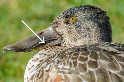 Do Ducks Have Teeth? – Ground Feeders
