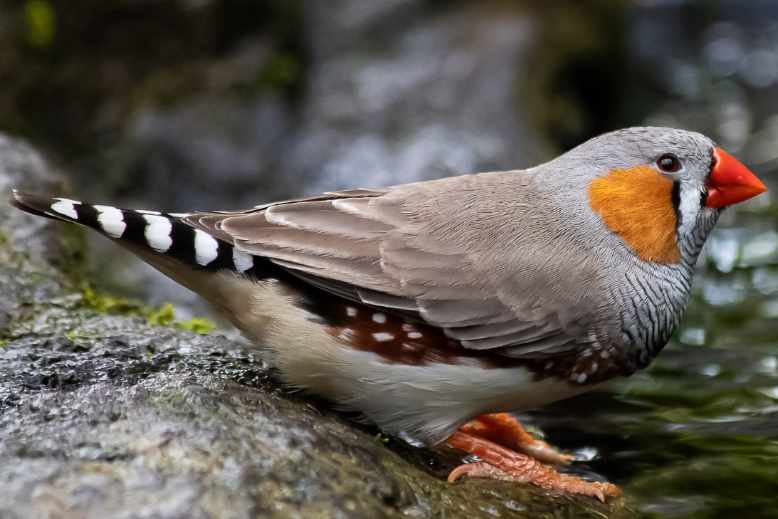15 Pros and Cons of Owning a Finch as a Pet – Ground Feeders